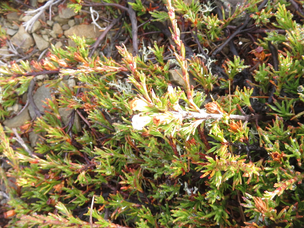 Dracophyllum pronum from Castle Hill 7580, New Zealand on March 18 ...