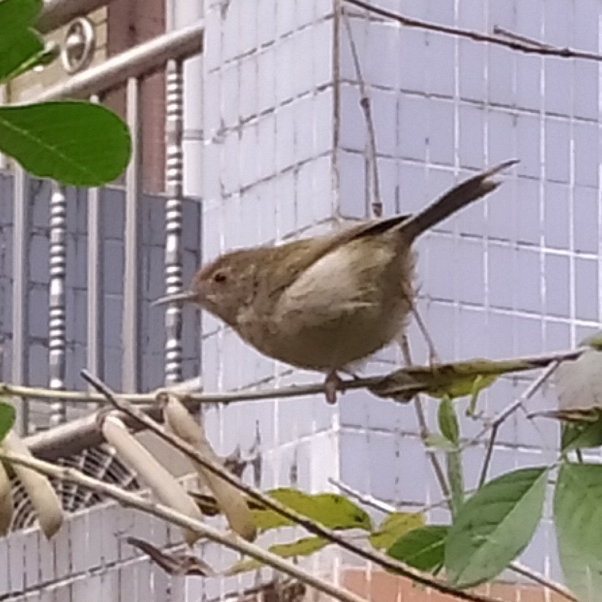 Common Tailorbird in February 2020 by Yui Hong Chiu · iNaturalist