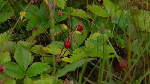 Observations by kevin_nota · iNaturalist