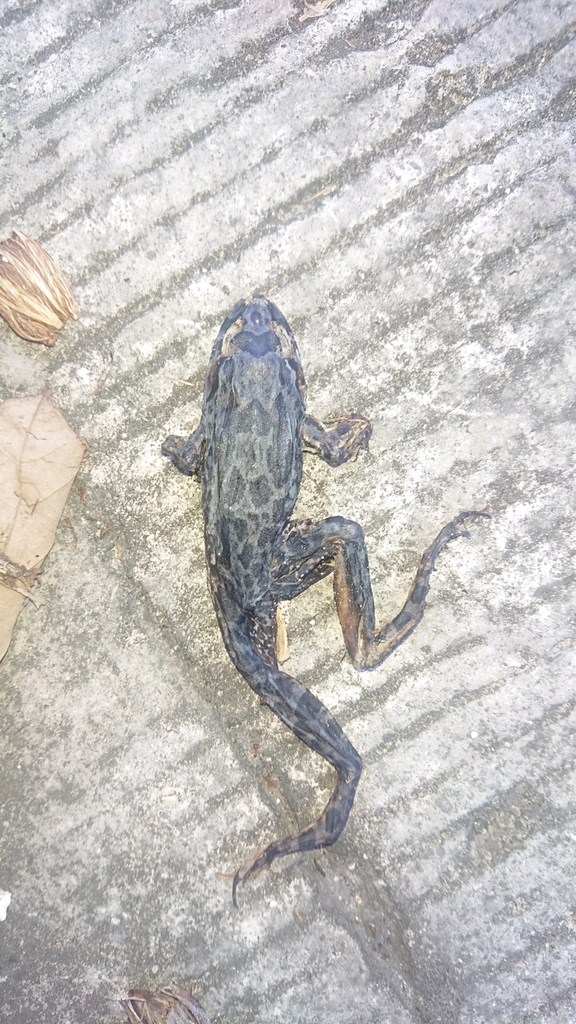 Crab-eating Frog from Guam, GU on July 14, 2021 at 06:46 PM by Britt ...