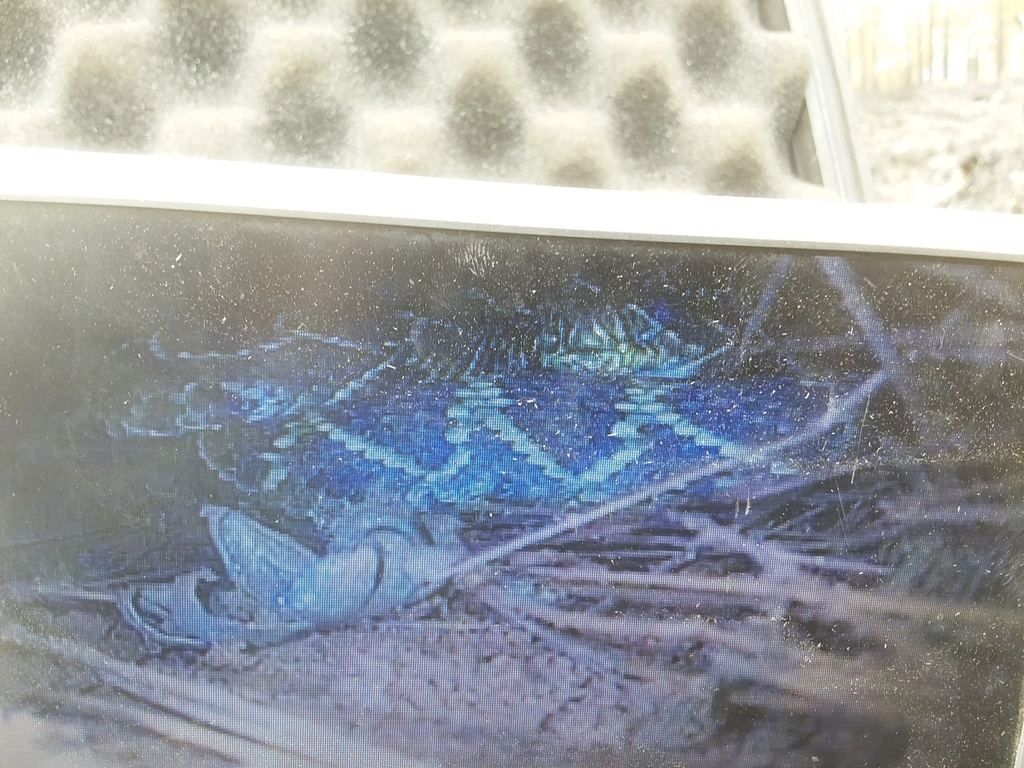 Eastern Diamondback Rattlesnake from Baker County, US-GA, US on March ...