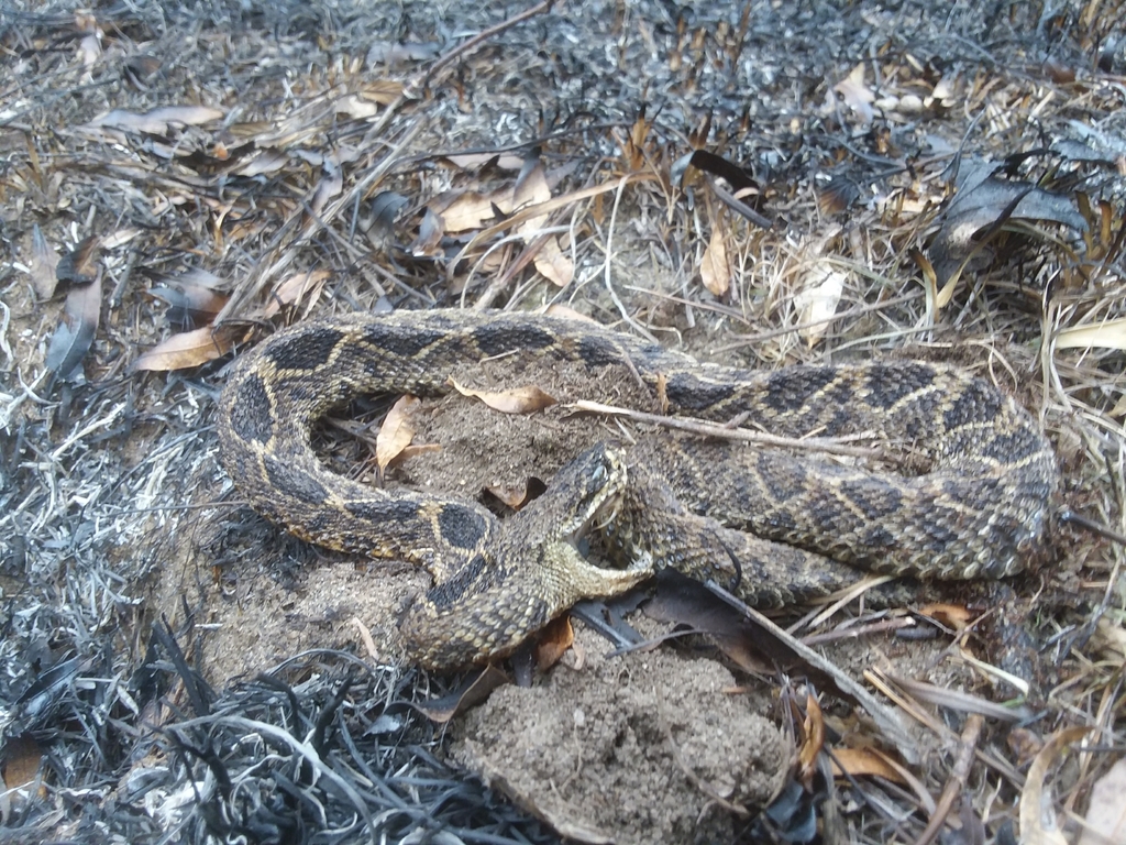 Eastern Diamondback Rattlesnake from Baker County, US-GA, US on March ...