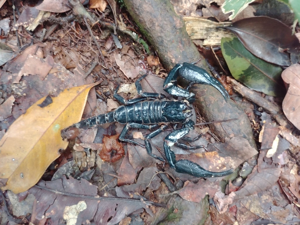 Giant Blue Scorpion from Tembeling, Pahang, Malàisia on August 15, 2019 ...