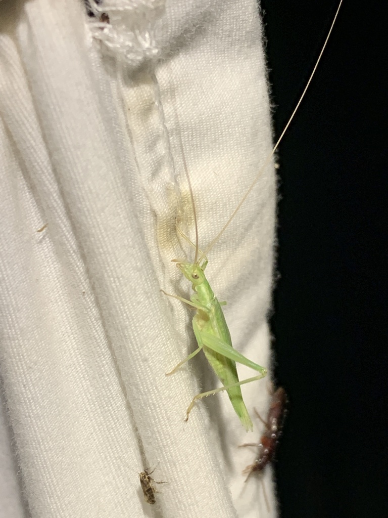 Common Tree Crickets from Cameron, Texas, United States on June 17 ...