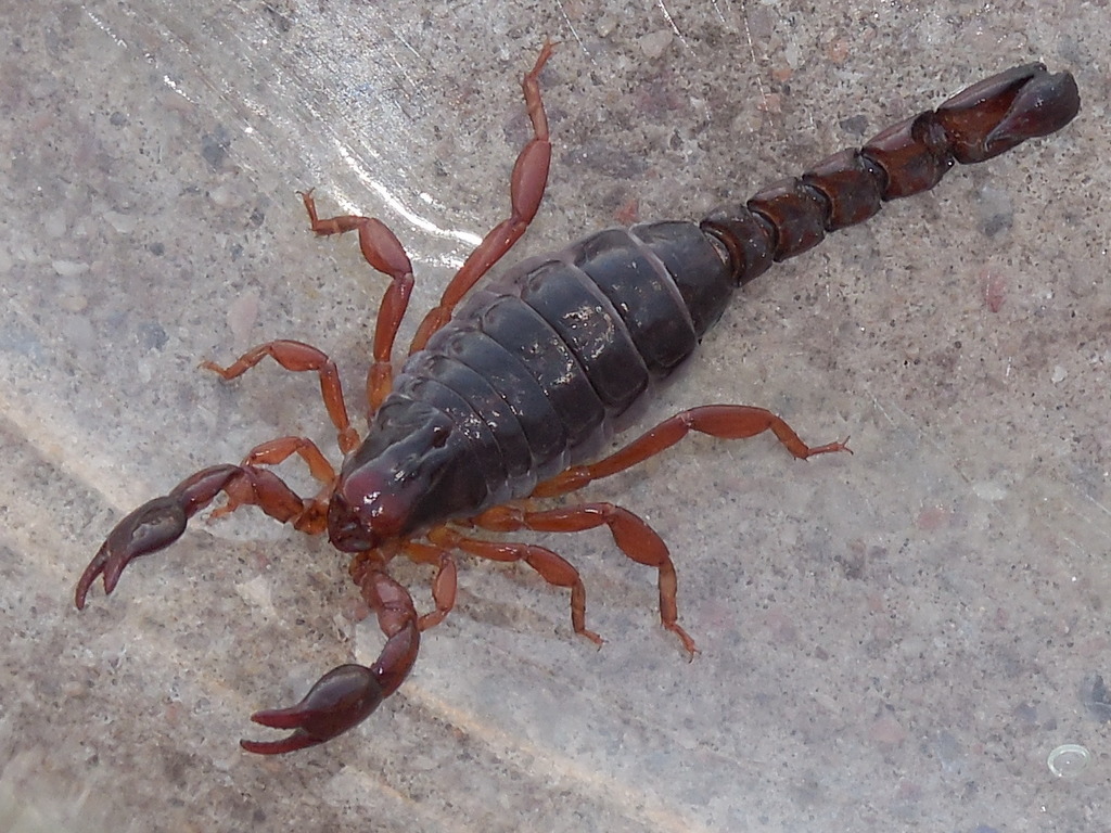 Iurida from Ignacio Ramírez 76, Tabasco, México on March 21, 2018 at 02 ...