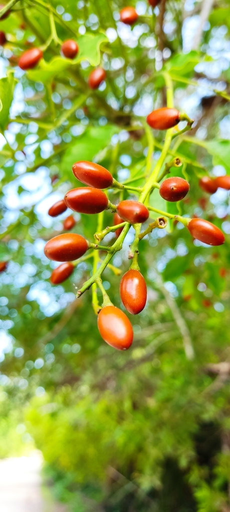 Black Poisonwood from Dzemul, Yuc., México on July 13, 2021 at 09:07 AM ...
