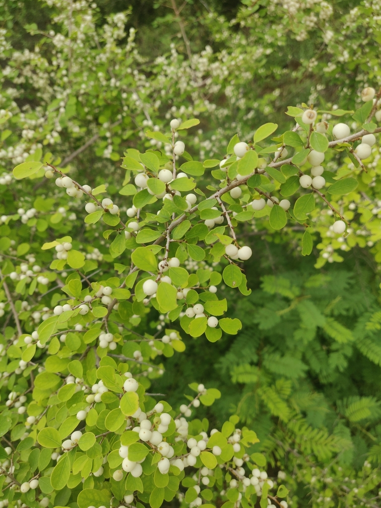 snowberrytree from Karnataka 583221, India on July 15, 2021 at 08:11 AM ...