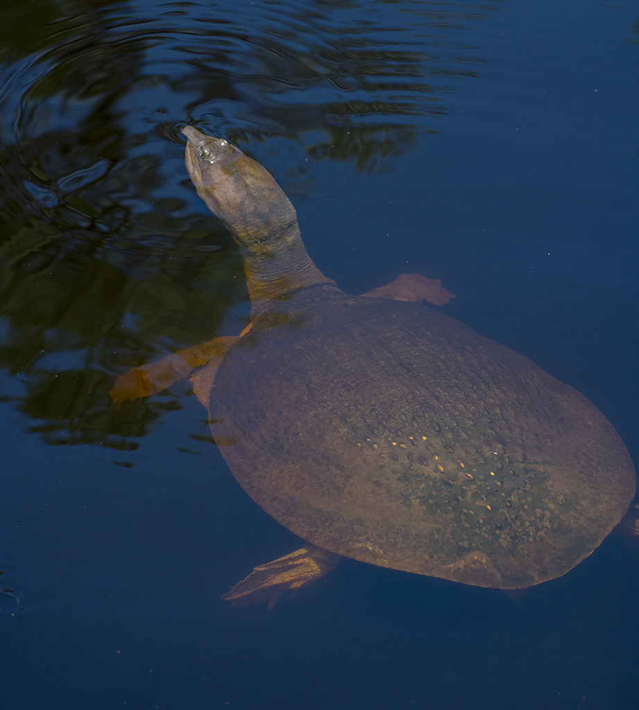 Florida Softshell Turtle in June 2021 by Bette J Kauffman · iNaturalist