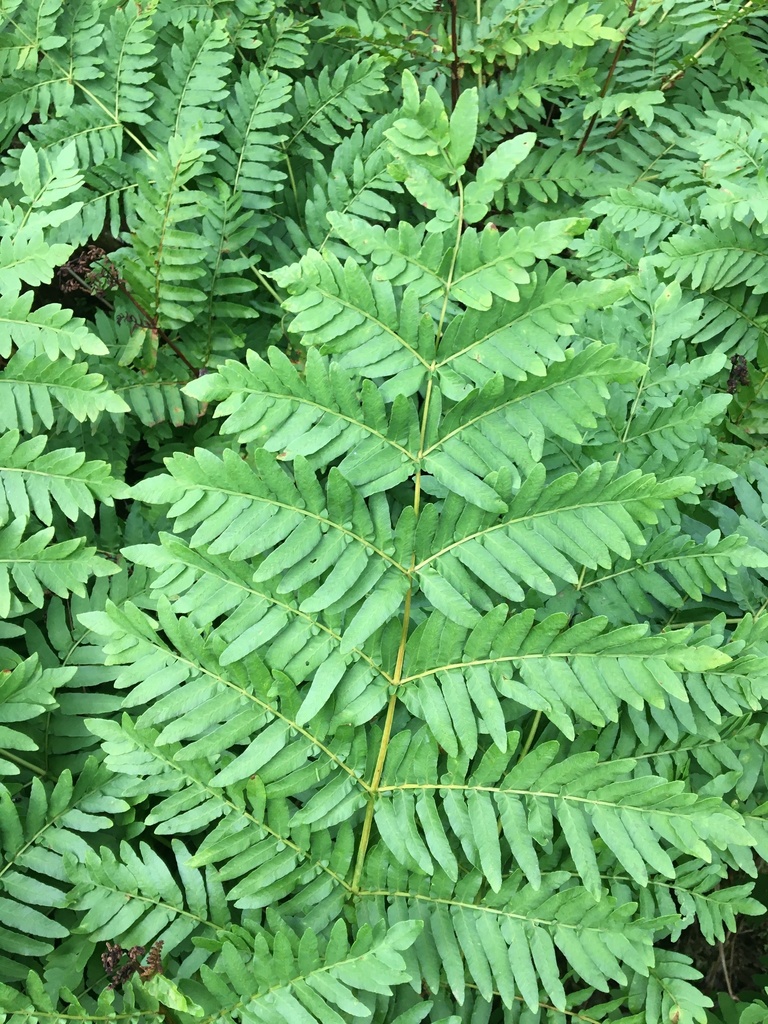 European royal fern from Azores, Angra do Heroísmo, Azores, PT on July ...