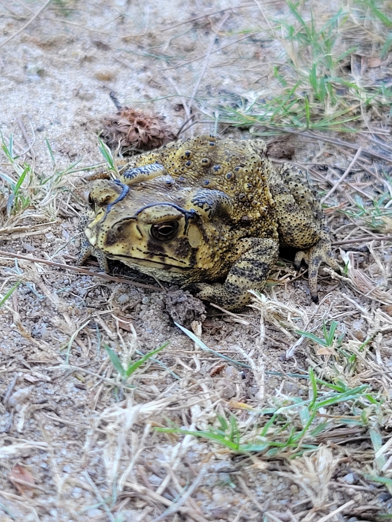 Asian Common Toad from Discovery Bay Golf Club on July 15, 2021 at 03: ...