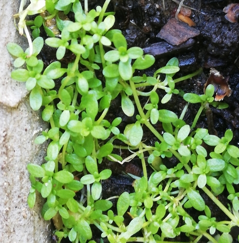 Callitriche deflexa · iNaturalist Mexico