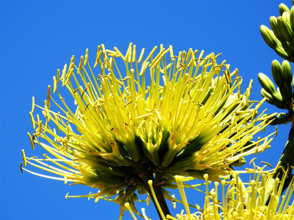 Agave rhodacantha from El Cid, Mazatlán, Sin., México on March 21, 2018 ...