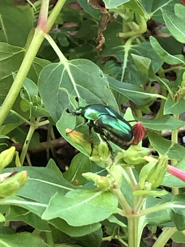 Cotinis aliena from Key Largo, Key Largo, FL, US on July 15, 2021 at 11 ...