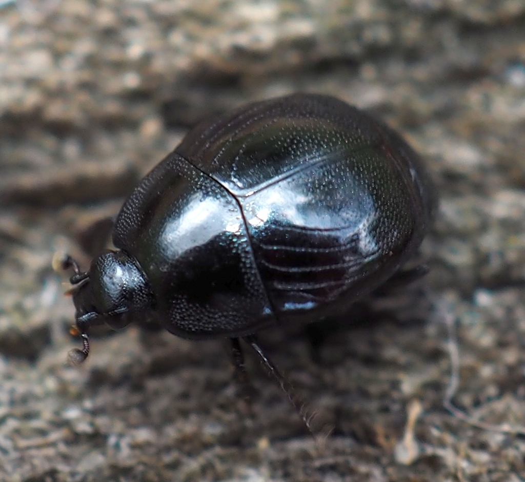 Saprinus from Bezirk Marzahn-Hellersdorf, Berlin, Deutschland on July ...