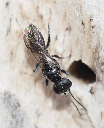 Nitela borealis · iNaturalist Mexico