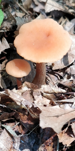 Observations by psychlops · iNaturalist