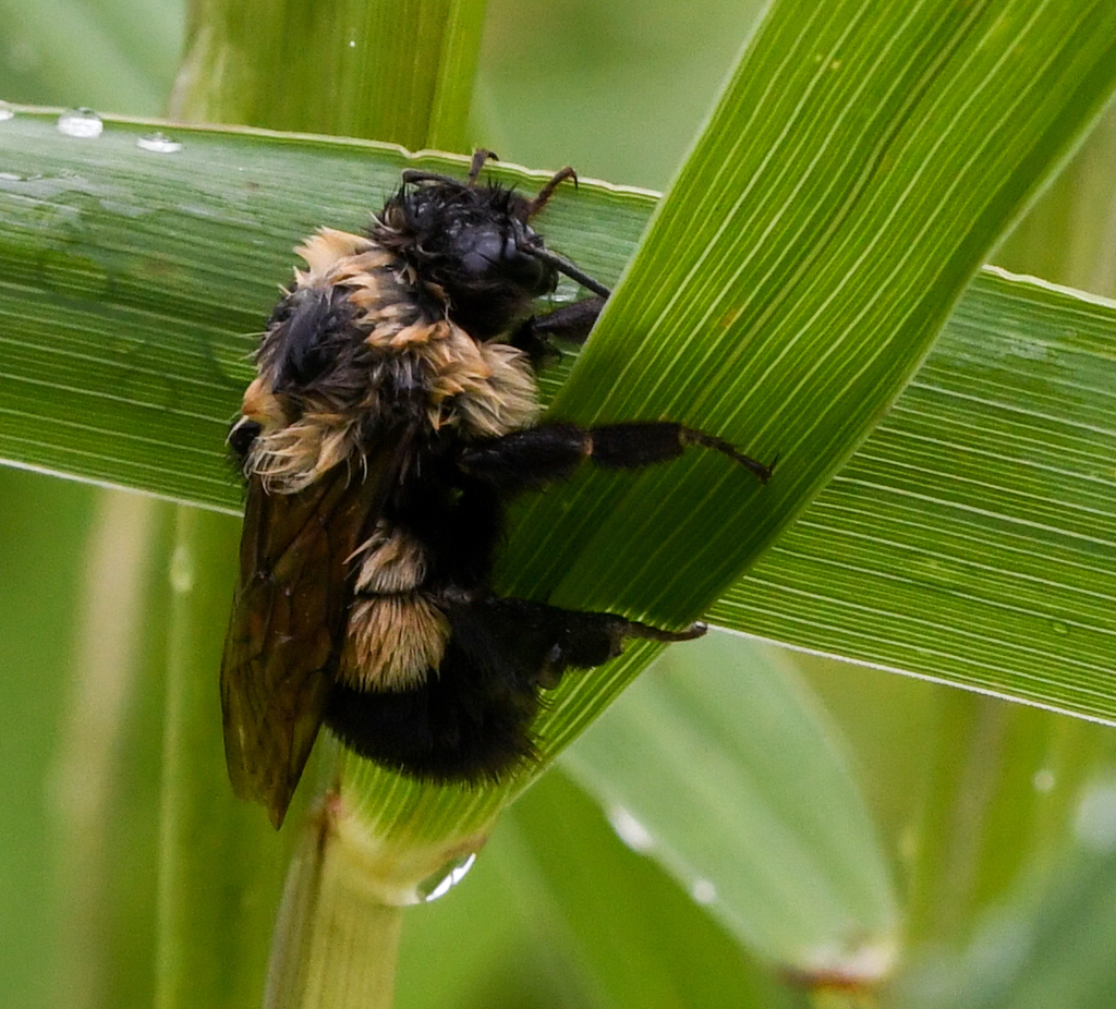 Rusty-patched Bumble Bee in July 2021 by Angella Moorehouse. I think ...