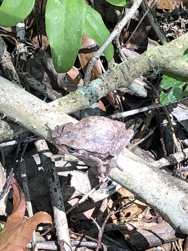 Pine Woods Tree Frog from Clinton, NC, US on July 15, 2021 at 01:51 PM ...