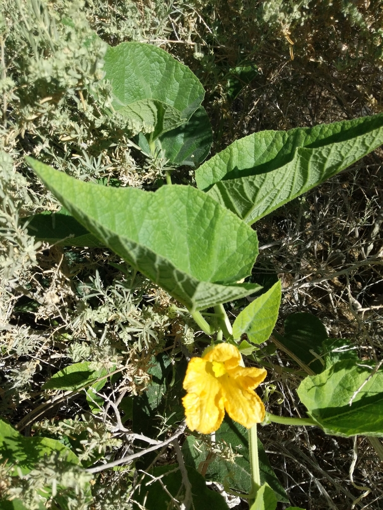 Buffalo Gourd from Las Vegas, NV 89166, USA on June 06, 2021 at 08:27 ...