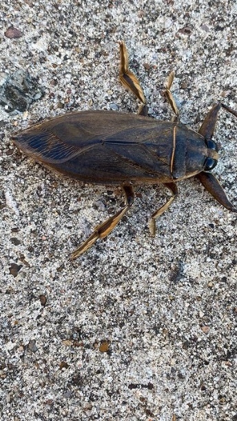 Eastern Toe-biter from Winnie, TX, US on July 15, 2021 at 03:05 PM by ...