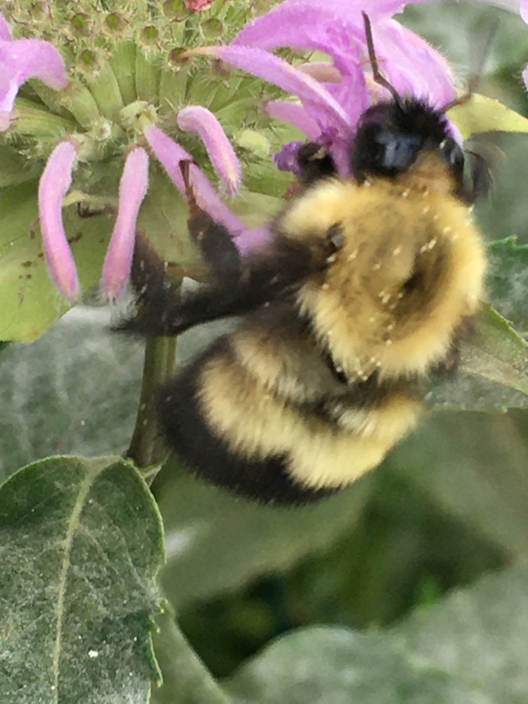 Perplexing Bumble Bee from Elyria St, Lodi, OH, US on July 15, 2021 at ...