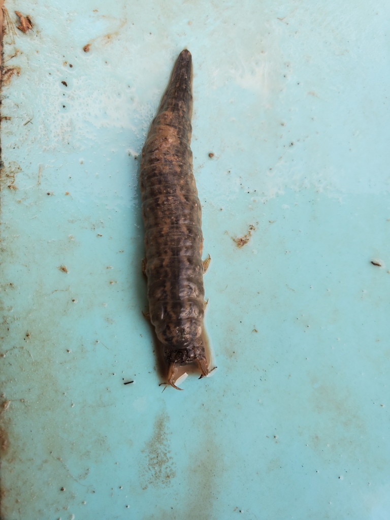 Beetles from Rio Communities, NM 87002, USA on July 15, 2021 at 07:39 ...