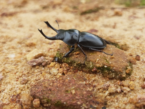 Neolucanus delicatus · iNaturalist