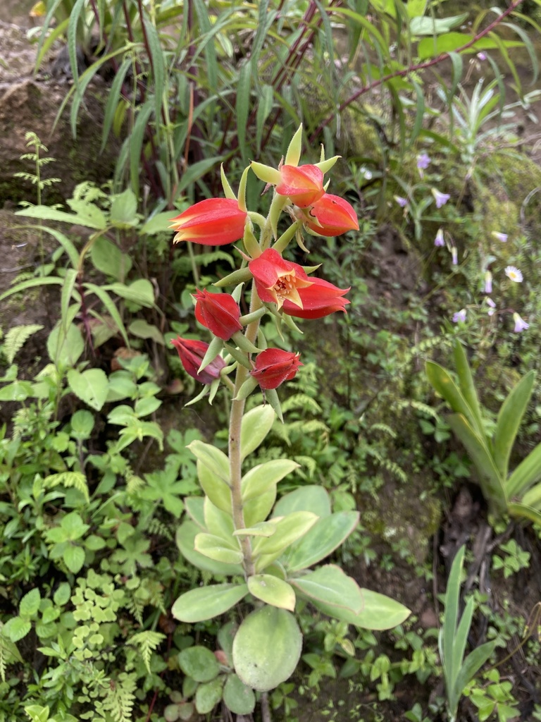 Echeveria carminea from Santa Catarina Ixtepeji, OAX, MX on July 11 ...