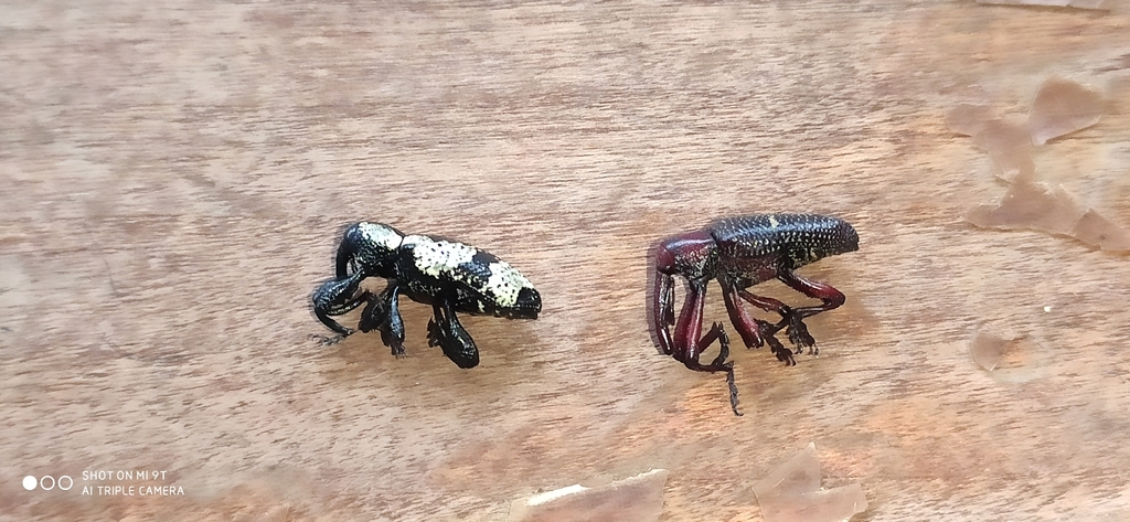 Heilipus lauri from 94117 Ver., México on July 14, 2021 at 03:06 PM by ...