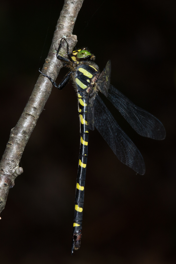 Tiger Spiketail from 244 Park Farm Rd, Springfield, VT 05156, USA on ...