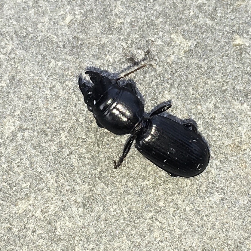 Big-headed Ground Beetle from Stephanies Way, Manchester, CT, US on ...