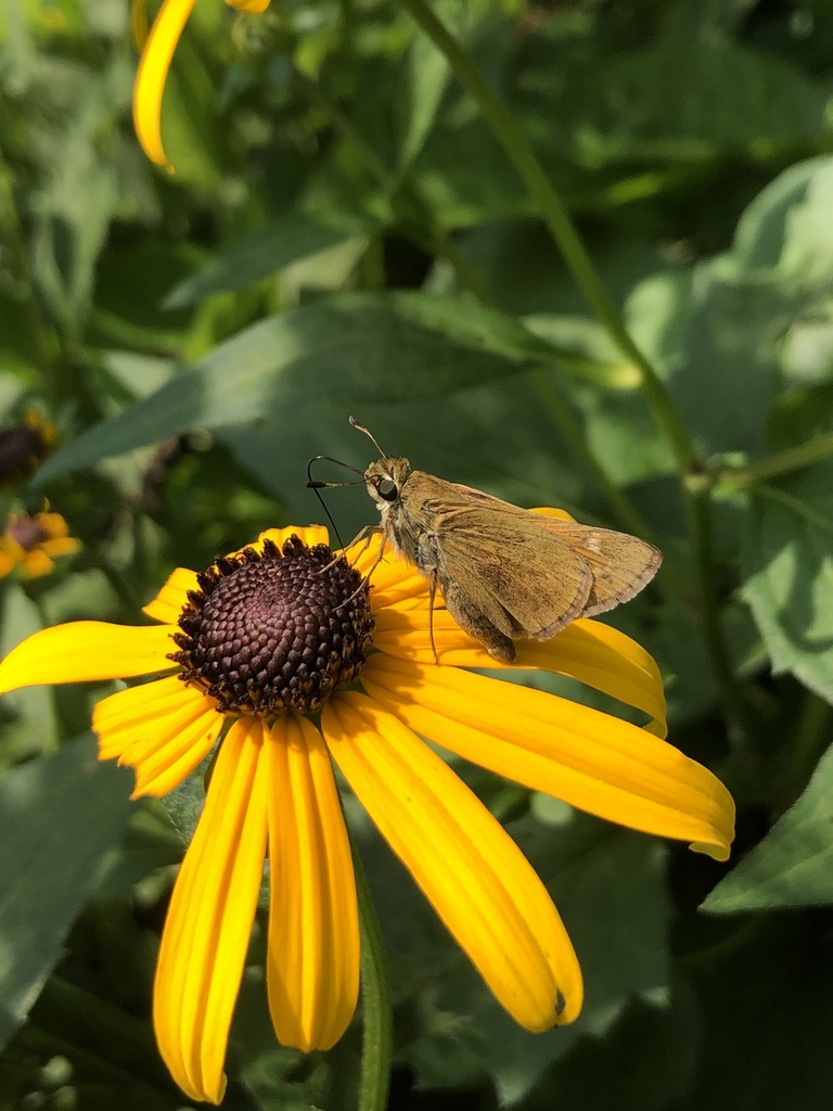 Huron Sachem from Meadowcroft Ln, Lutherville Timonium, MD, US on July ...