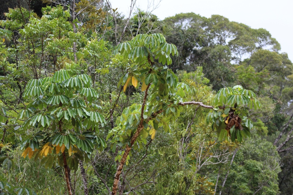 Australian Umbrella Tree from Wooroonooran National Park, , QLD, AU on ...