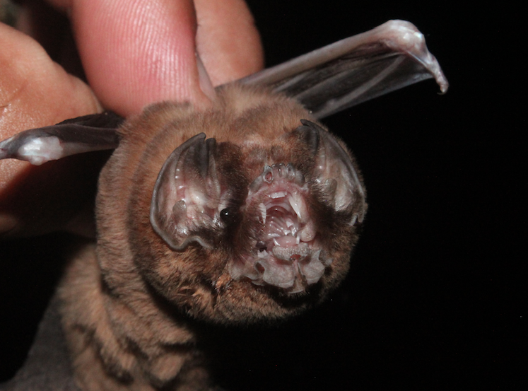Ghost-faced Bat from Cd Valles, S.L.P., México on March 04, 2018 at 10: ...
