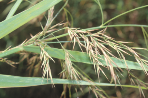 Arrocillo (Oryza latifolia)