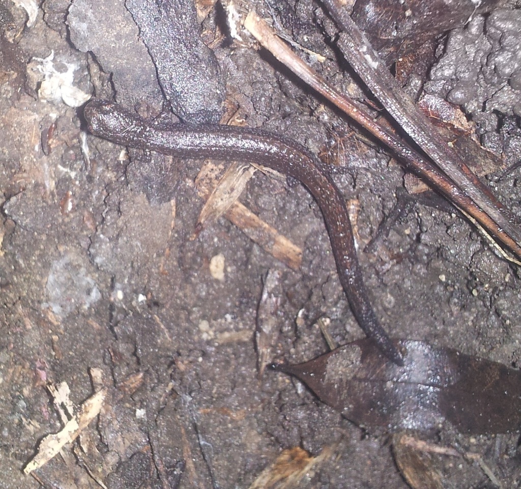 Black-bellied Slender Salamander from La Mirada, CA on December 12 ...