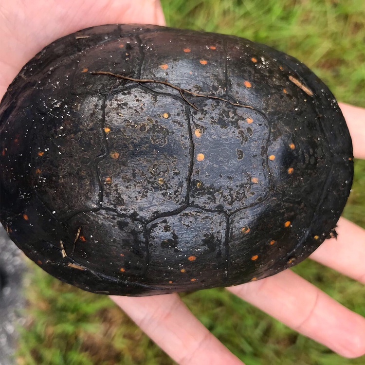 Spotted Turtle in July 2021 by Heather Levy · iNaturalist