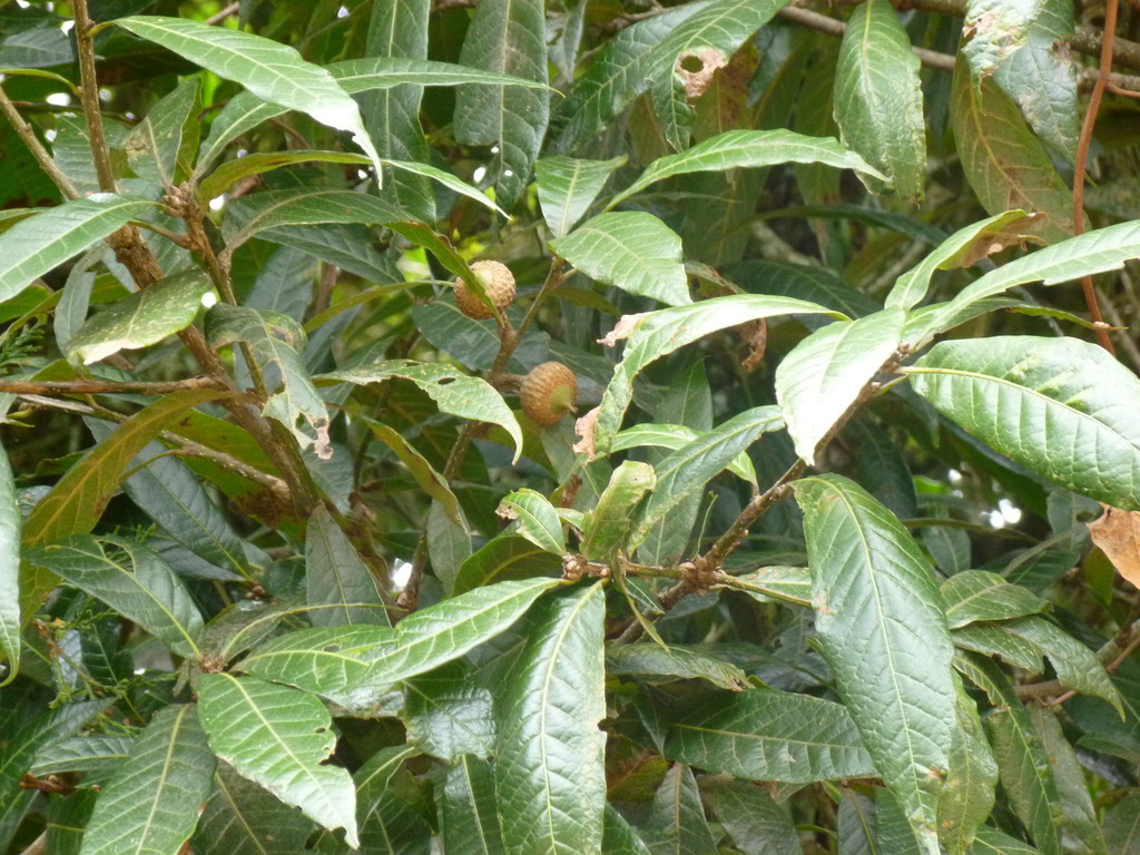 Andean oak in July 2012 by Daniel A. Monsalve Ortiz. Tree growing ...