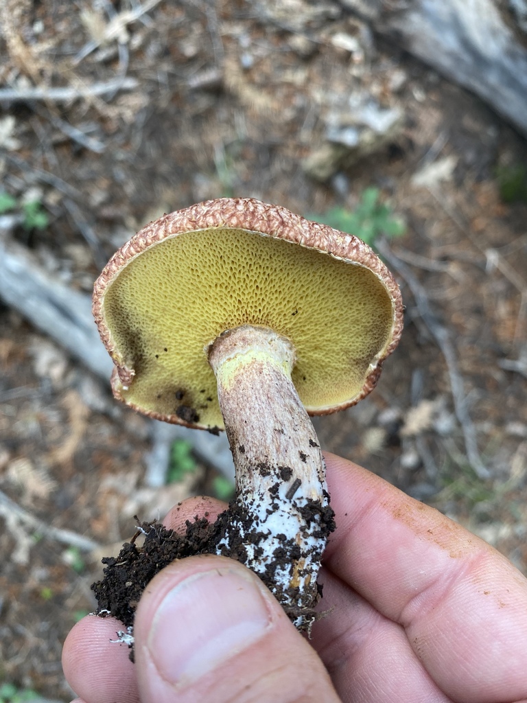 Western Painted Suillus from Coconino National Forest, Happy Jack, AZ ...