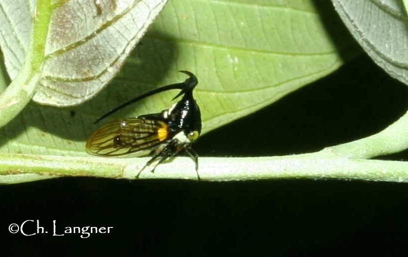 Leptobelus from Lalut Birai research station Long Alango, Bahau Hulu ...