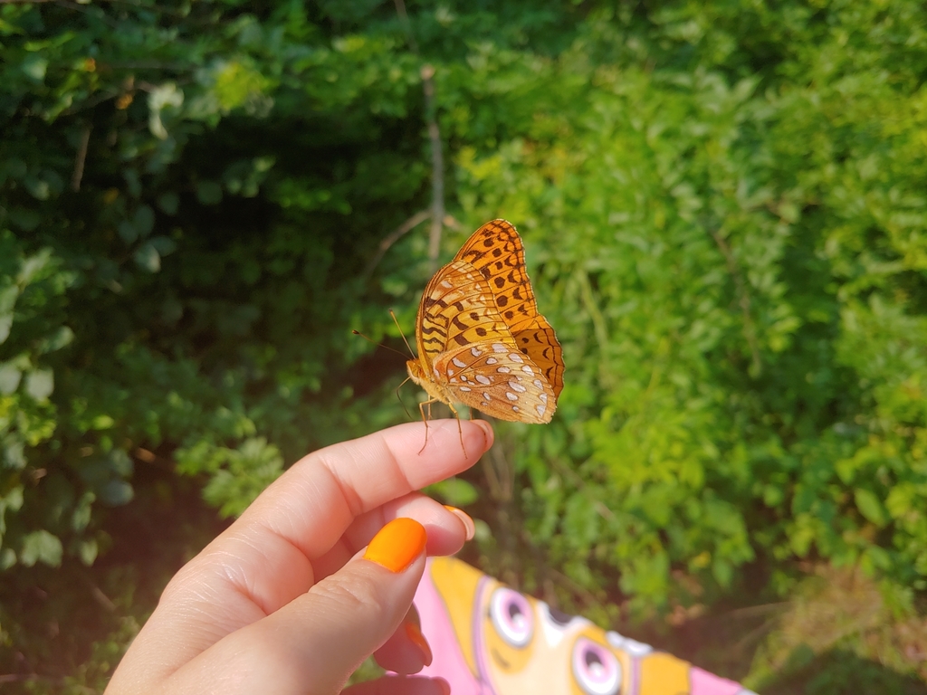 Great Spangled Fritillary from Millstone Township, PA 15860, USA on ...