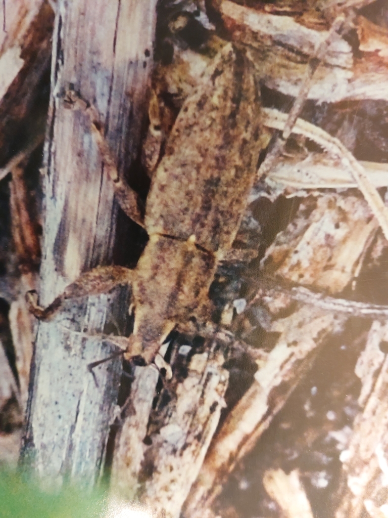 Sesuvium Weevil from Tamarac, FL, USA on July 16, 2021 at 05:32 PM by ...