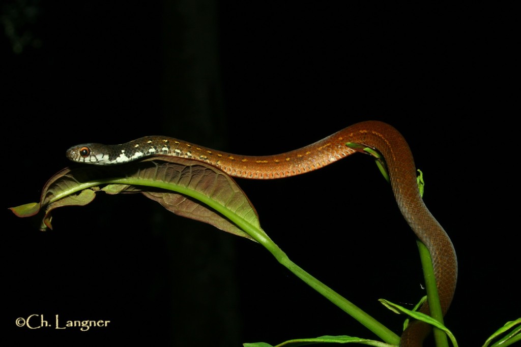 Orange-bellied Snake (Gongylosoma baliodeira) - Snakes and Lizards