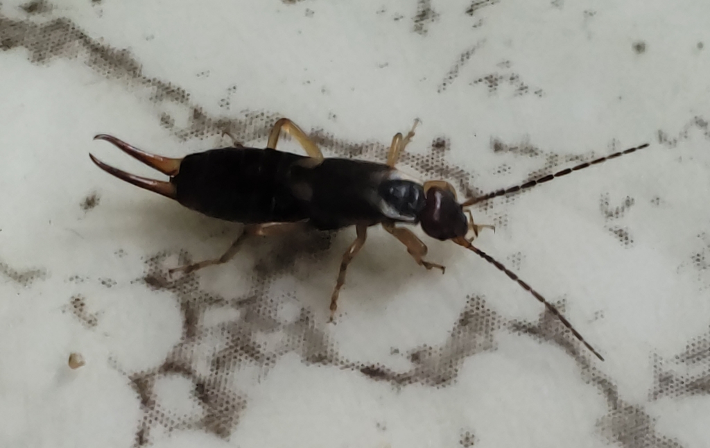 European Earwig Complex in July 2021 by Danielle Lammert · iNaturalist