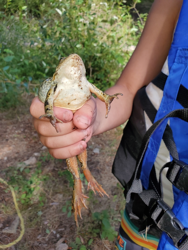 Pond Frogs from 369 Lawless Creek FSR on July 16, 2021 at 11:41 PM by ...