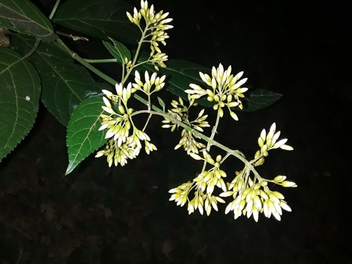 Critonia megaphylla · iNaturalist