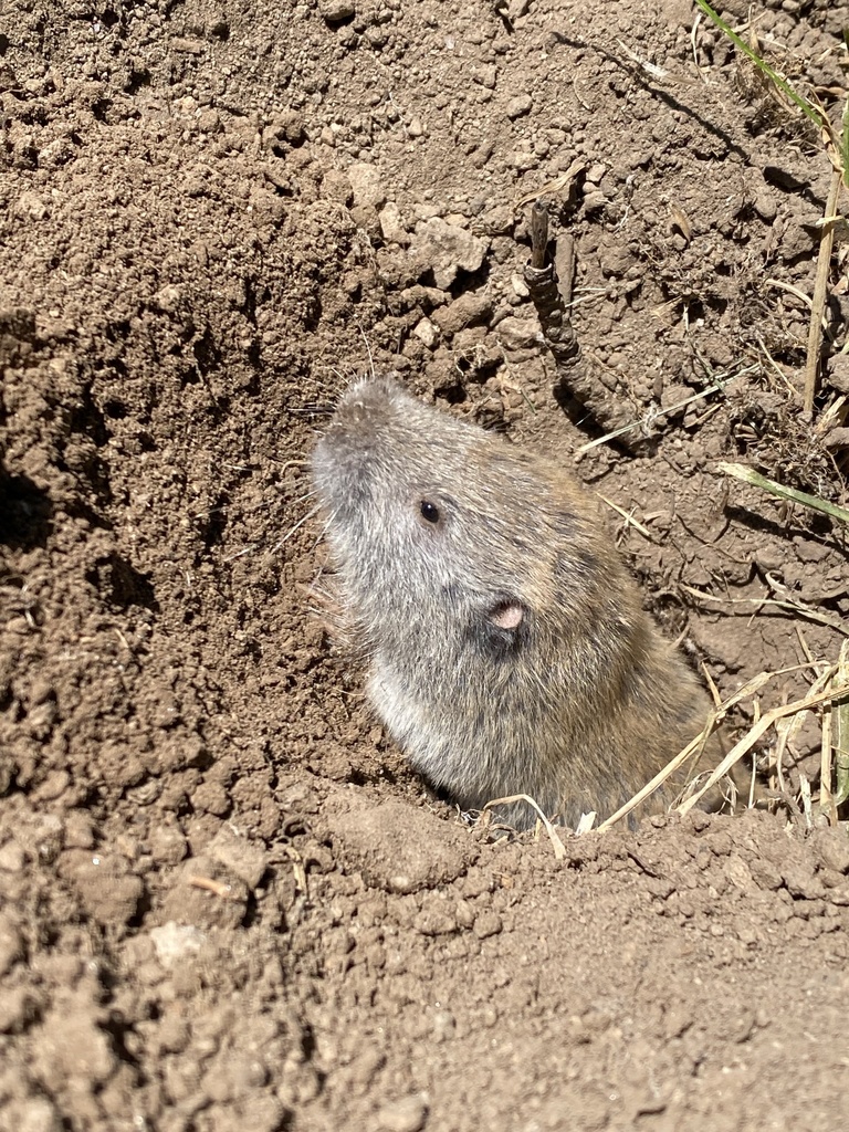 Mountain Pocket Gopher from Shadow St, Mammoth Lakes, CA, US on July 16 ...