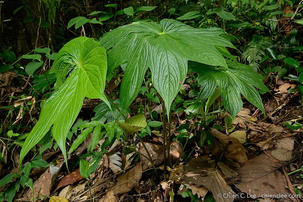 Tacca palmatifida from Poso Regency, Central Sulawesi, Indonesia on ...