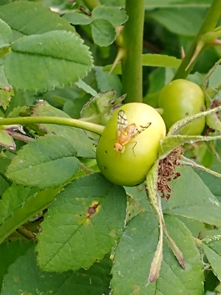 Rose Hip Fly from Downtown, Redmond, WA 98052, USA on July 16, 2021 at ...
