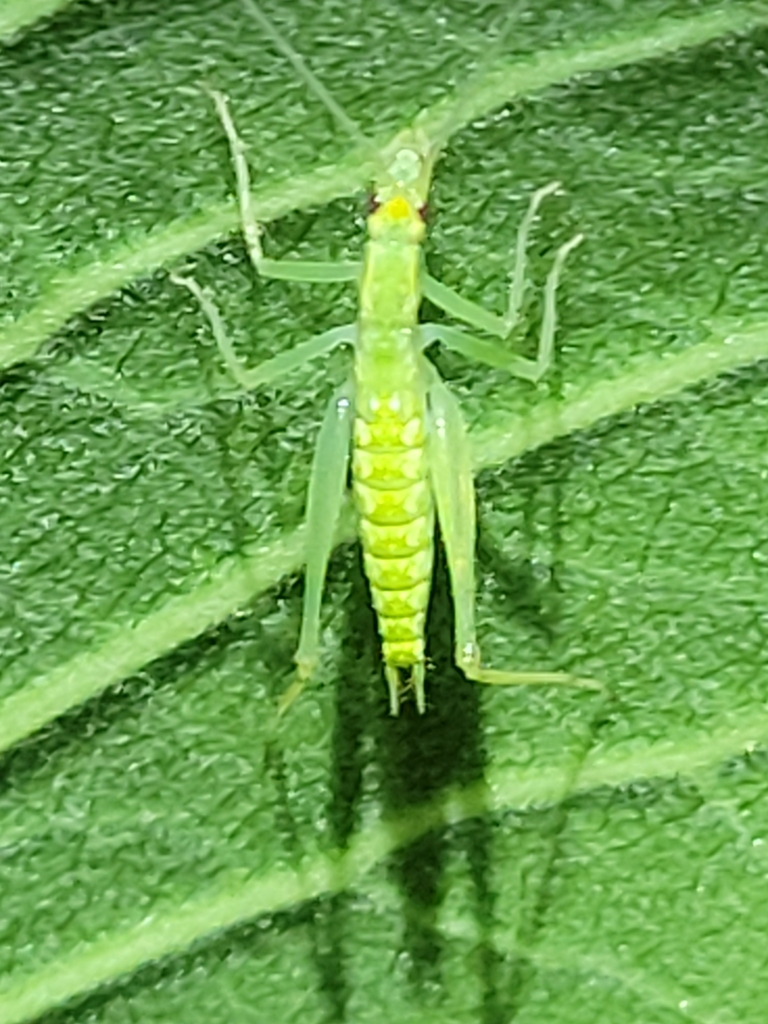 Common Tree Crickets from Spring Creek West Township, MO 65560, USA on ...